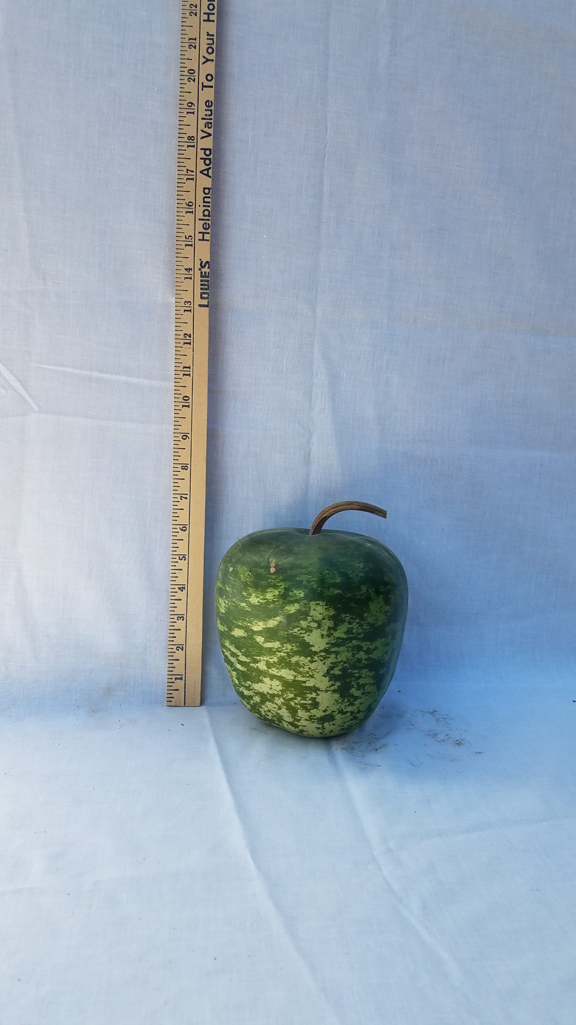 Gourd Seeds- Apple - The Gourd Barn