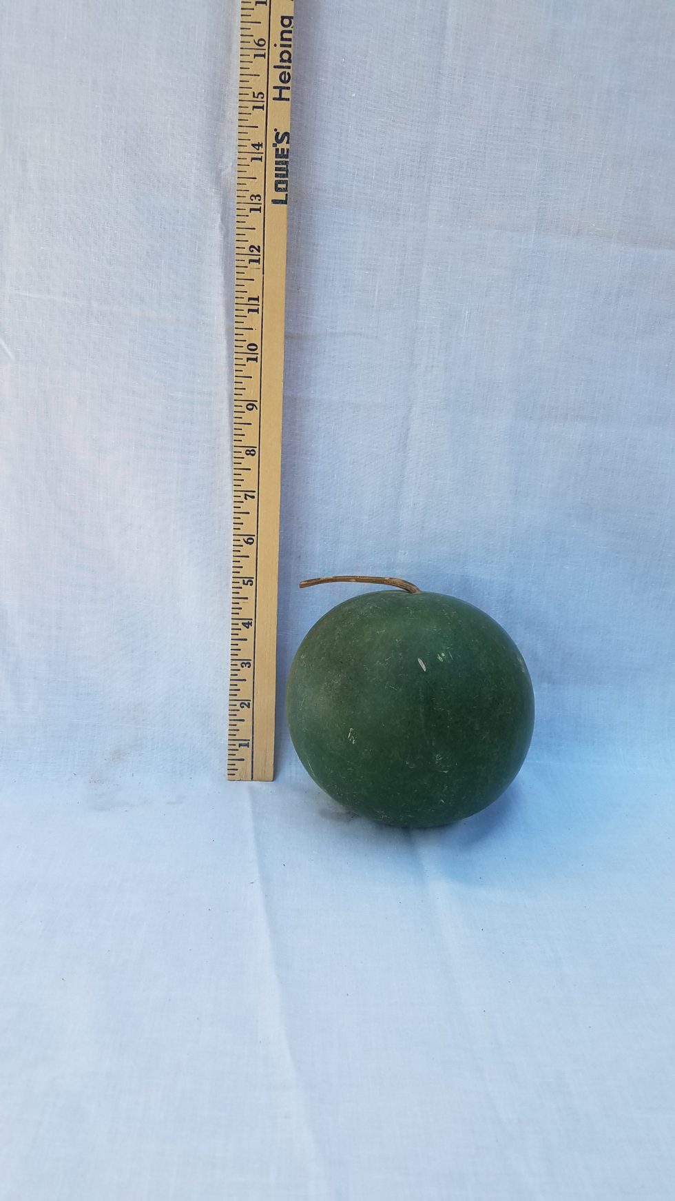 Gourd Seeds- Cannonball - The Gourd Barn