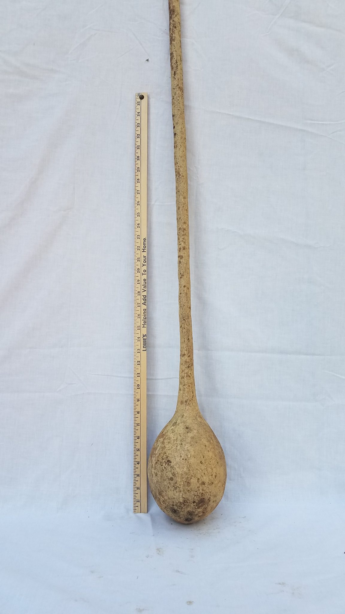 Gourd Seeds- Dipper, Extra Long Handle - The Gourd Barn