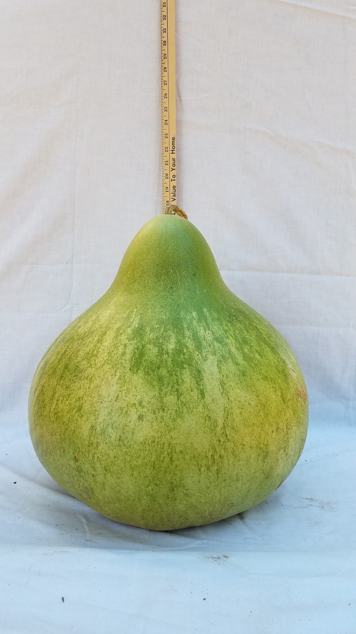 Gourd Seeds – Drum, Green - The Gourd Barn