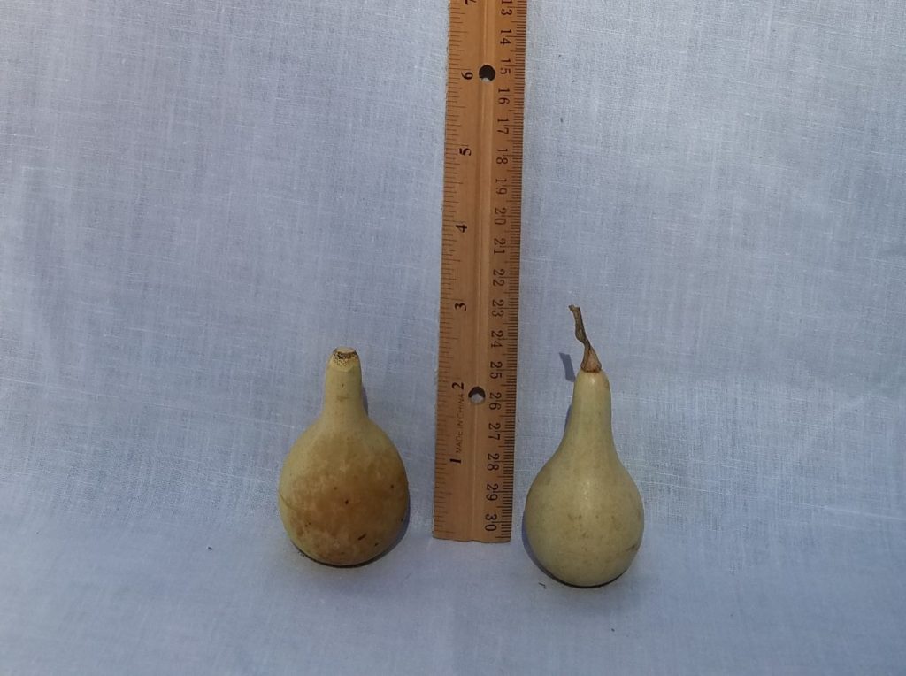 Gourd Seeds- Dipper, Mini - The Gourd Barn