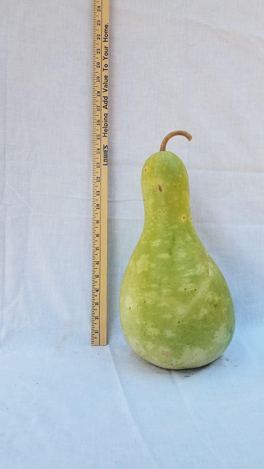 Gourd Seeds- Pear, Large - The Gourd Barn